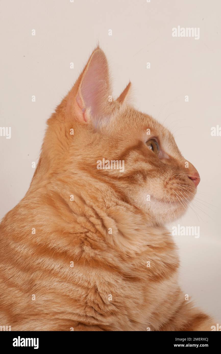 Kurilian shorthair cat hi-res stock photography and images - Alamy