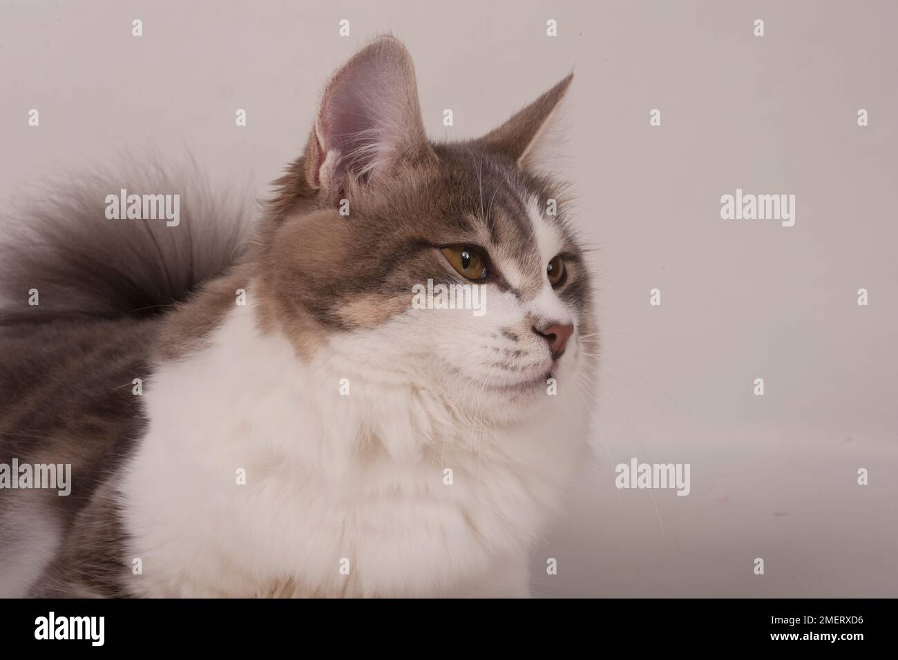 Kuril bobtail breed hi-res stock photography and images - Alamy