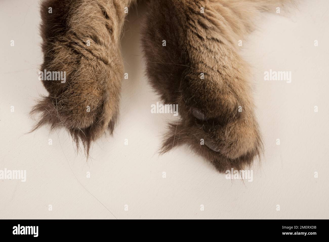 Semi longhaired breed of cat hi-res stock photography and images - Alamy