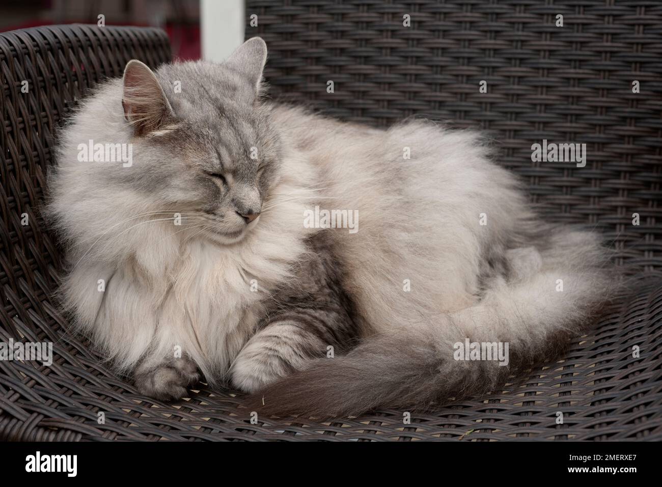 Norwegian Forest Cat Stock Photo - Alamy