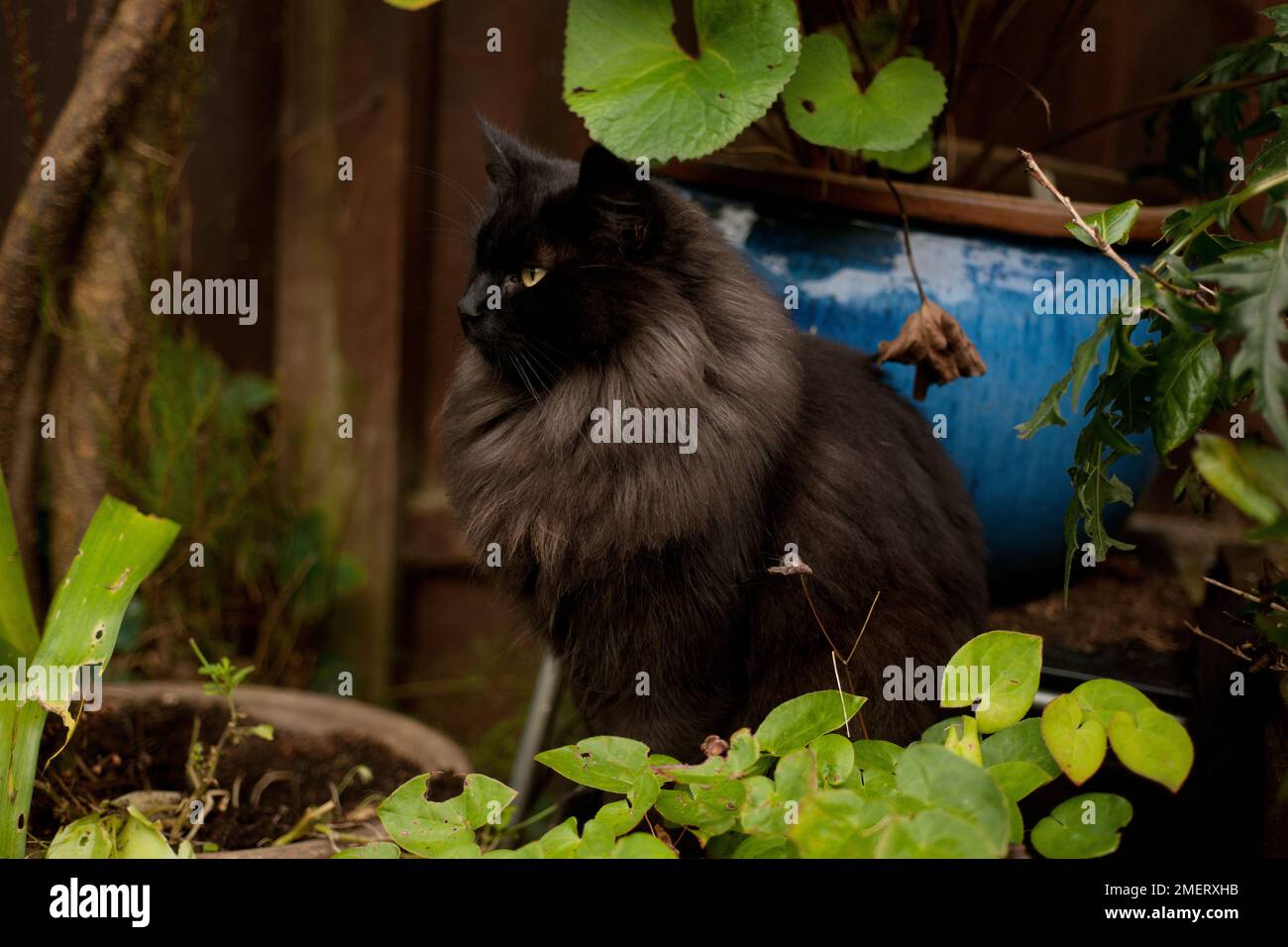 Norwegian forest cat black hi-res stock photography and images - Alamy
