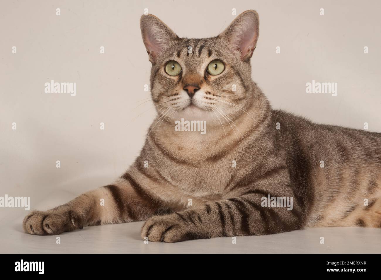 Australian mist cat hi-res stock photography and images - Alamy