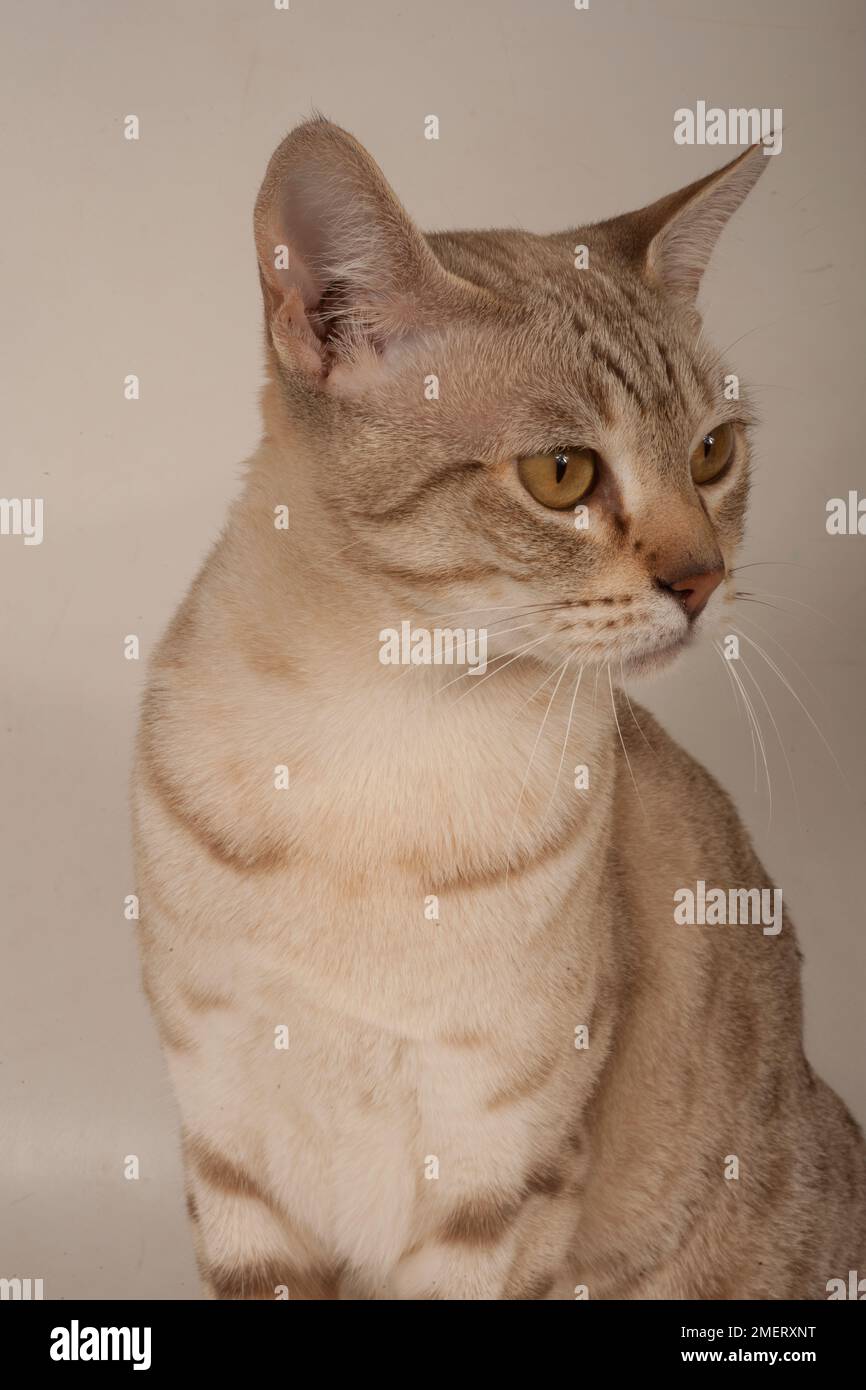 Australian mist shorthair cat hi-res stock photography and images - Alamy