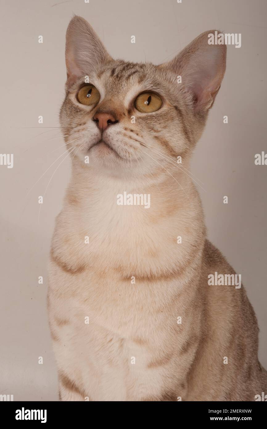 Australian mist cat hi-res stock photography and images - Alamy