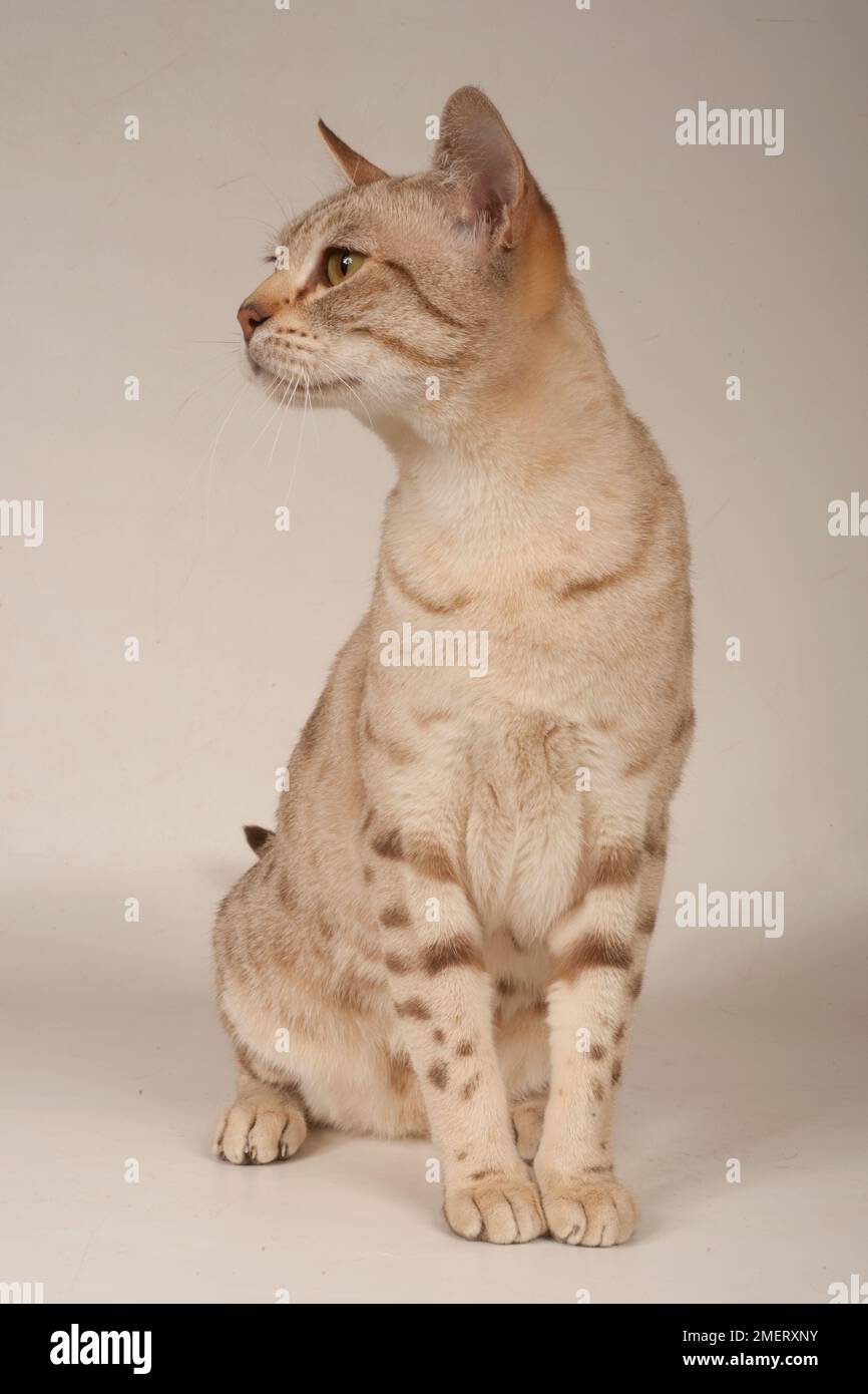 Australian mist shorthair cat hi-res stock photography and images - Alamy