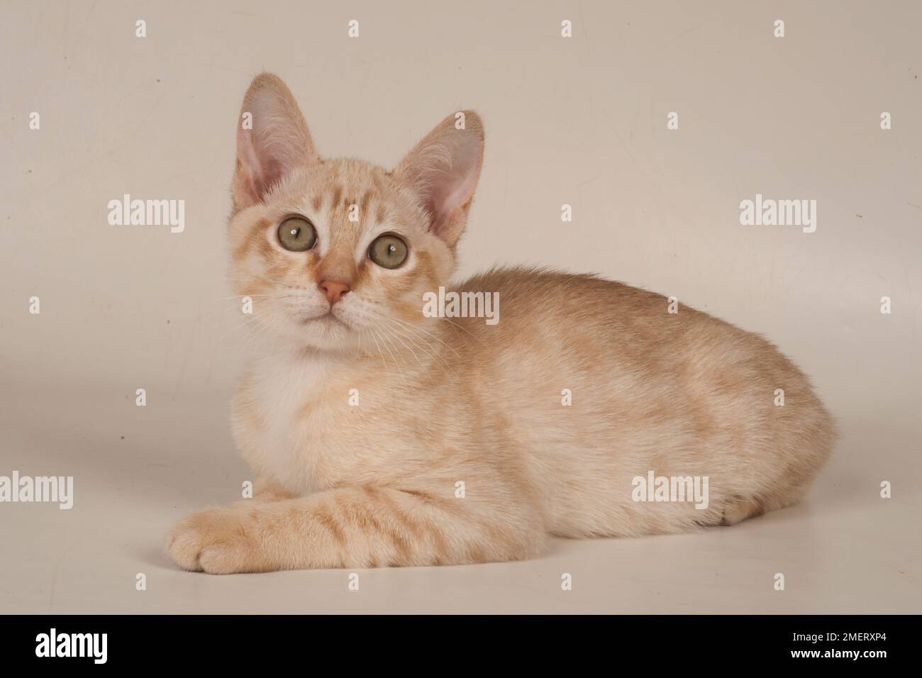 Australian mist kitten kitten hi-res stock photography and images - Alamy