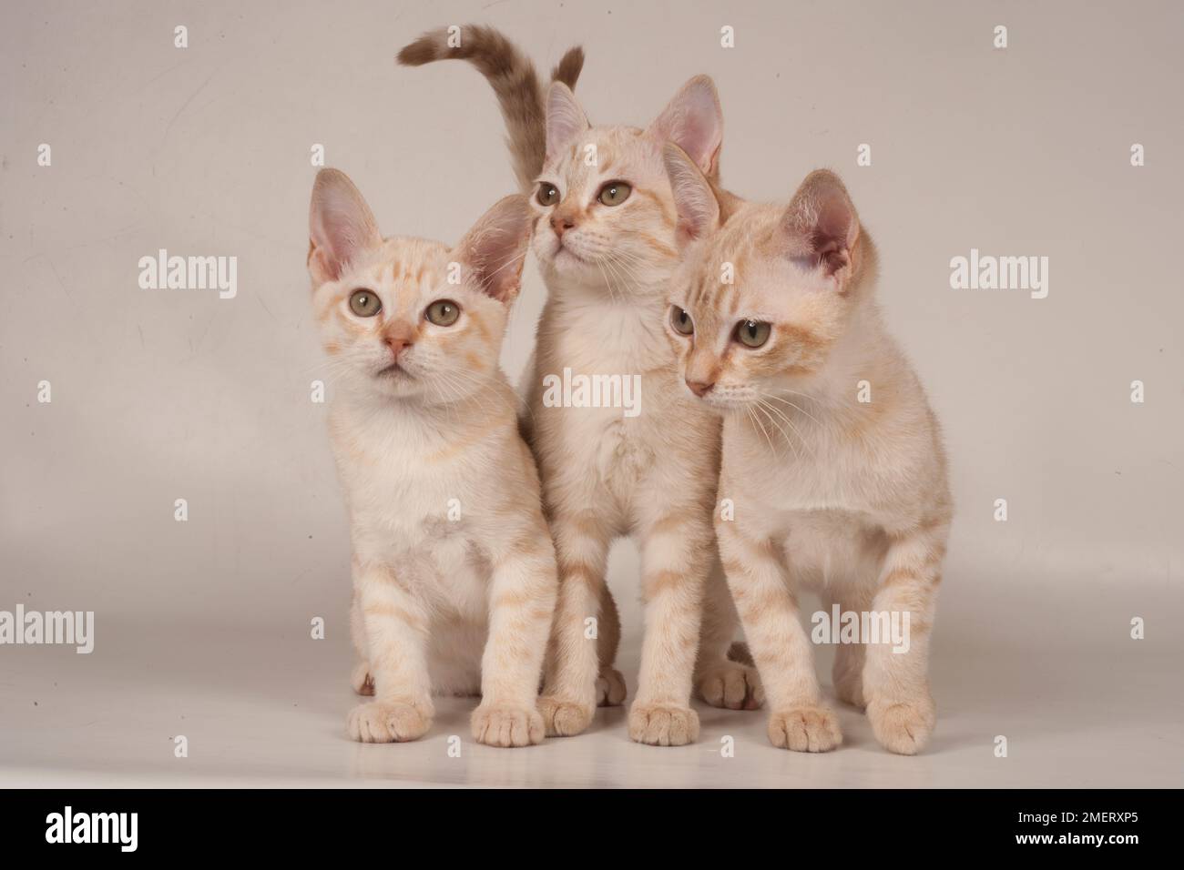 Australian Mist shorthair cat Stock Photo - Alamy