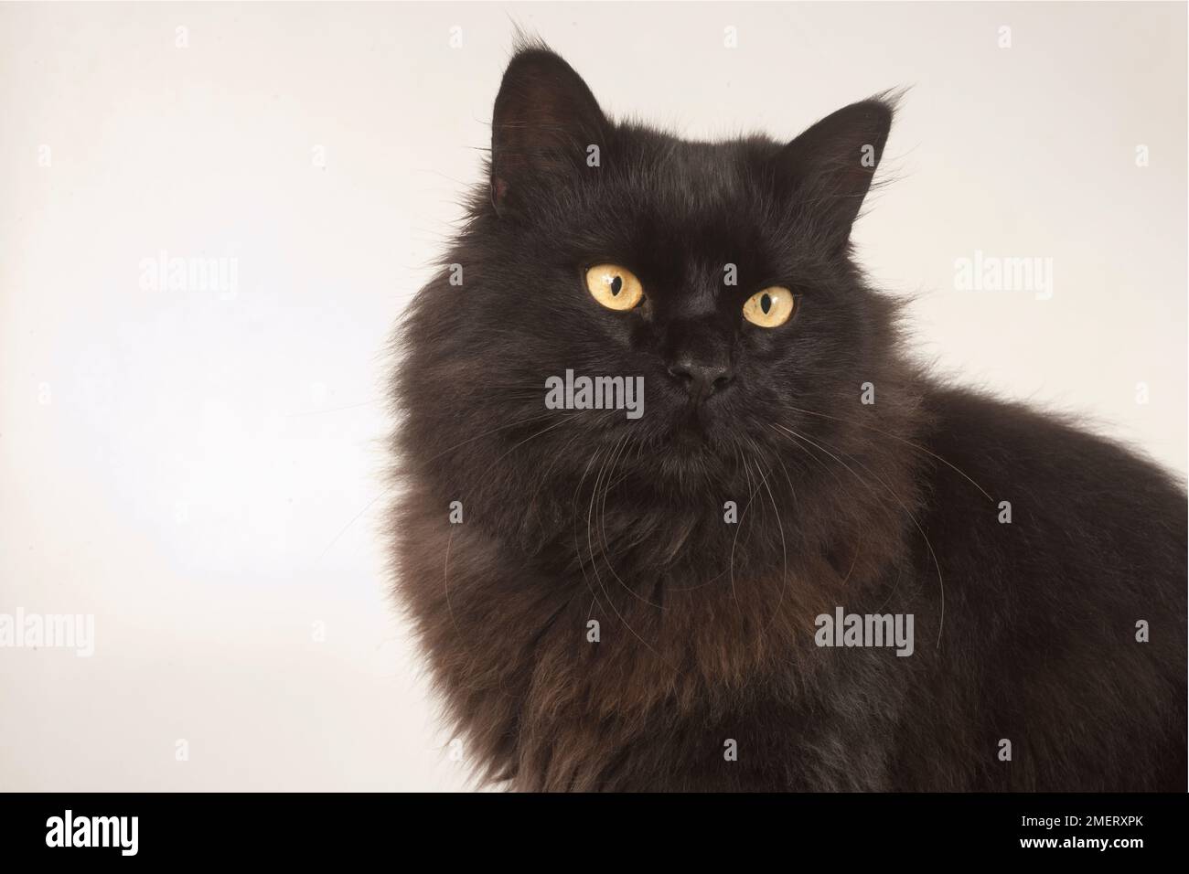Munchkin longhair hi-res stock photography and images - Alamy