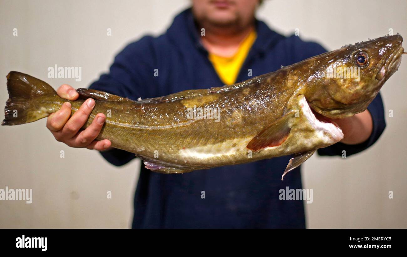 This Oct. 29, 2015 file photograph shows a cod that will be auctioned ...