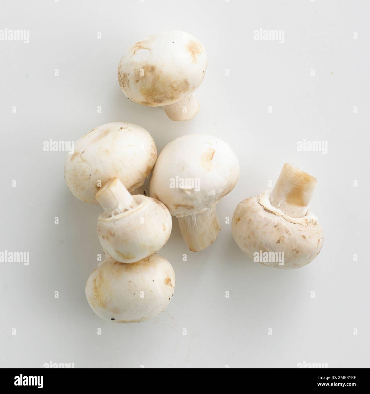 Medium mushrooms hi-res stock photography and images - Alamy