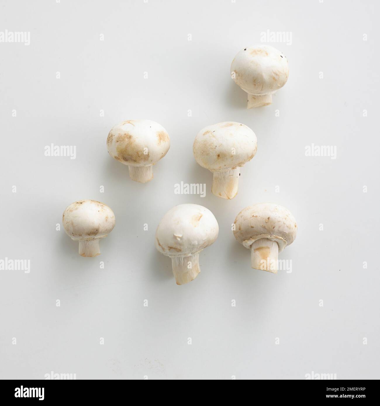 Very common mushroom hi-res stock photography and images - Alamy