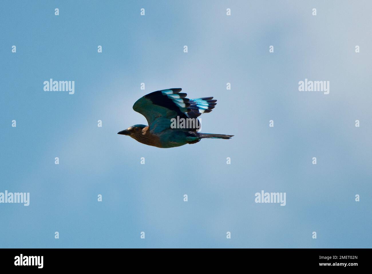Kalametiya bird sanctuary hi-res stock photography and images - Alamy