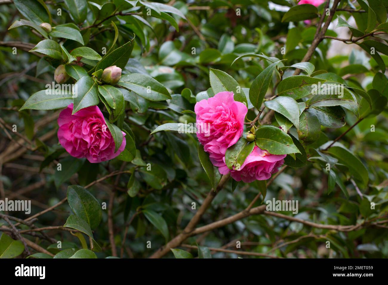 Camellia debbie flowers hi-res stock photography and images - Alamy