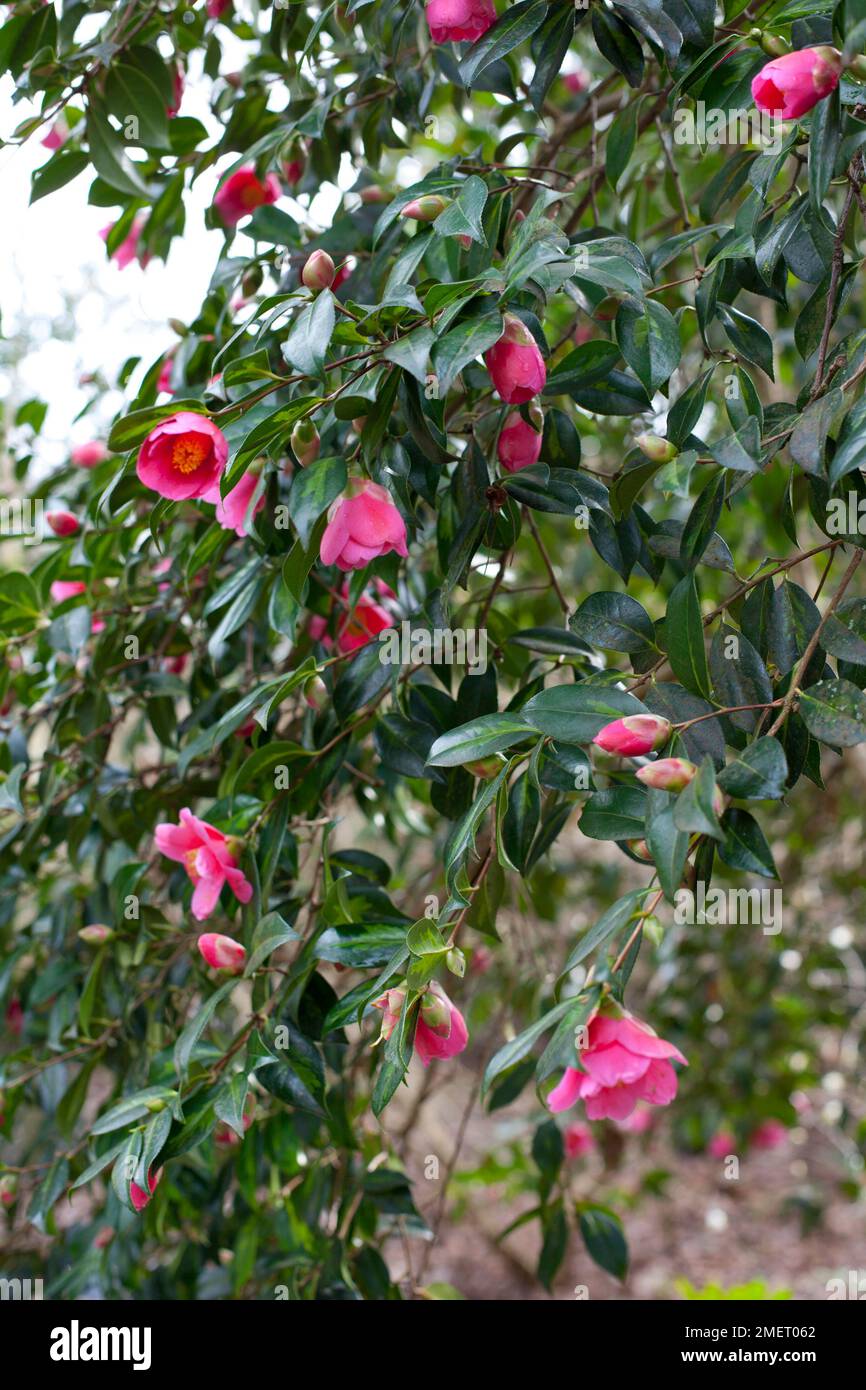 Camellia x williamsii 'Golden Spangles' Stock Photo - Alamy