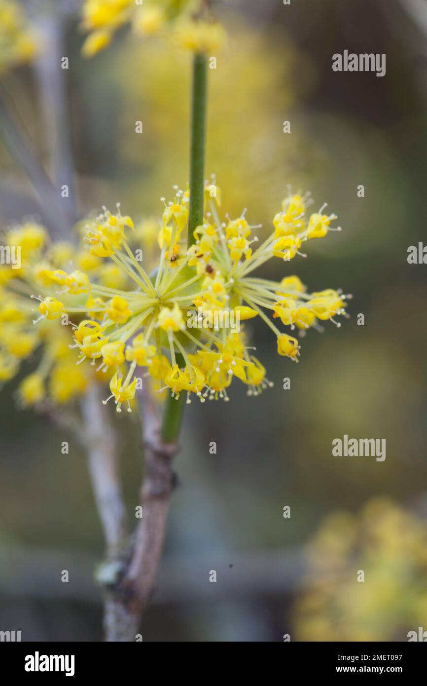 Cornus officinalis flower hi-res stock photography and images - Alamy