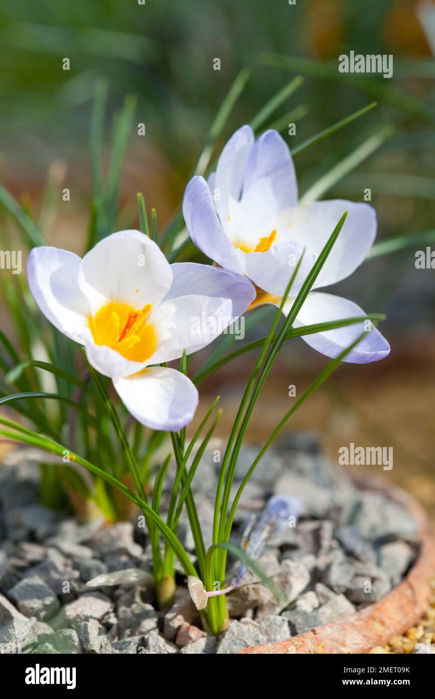 Crocus 'Blue Pearl' Stock Photo - Alamy