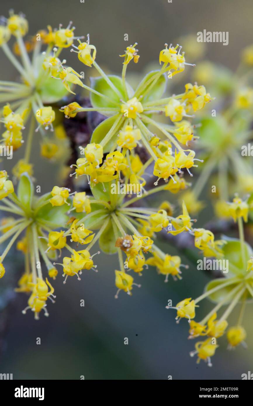 Cornus officinalis hi-res stock photography and images - Alamy