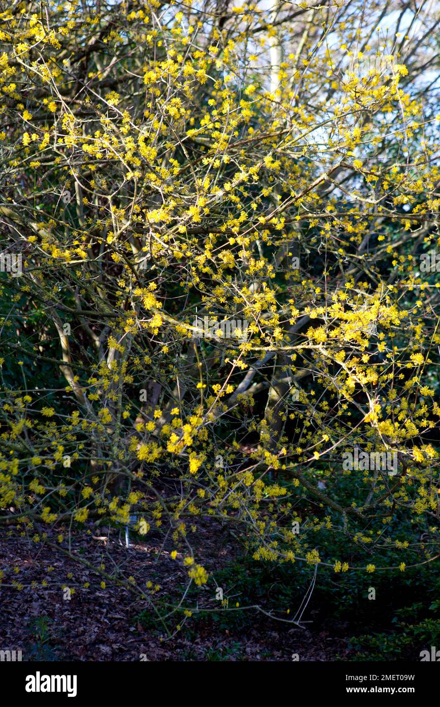 Cornus officinalis hi-res stock photography and images - Alamy