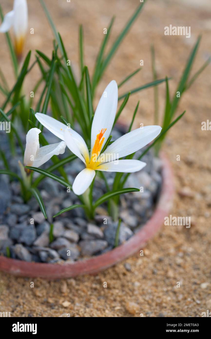Crocus imperati subsp. imperati var. albus Stock Photo - Alamy
