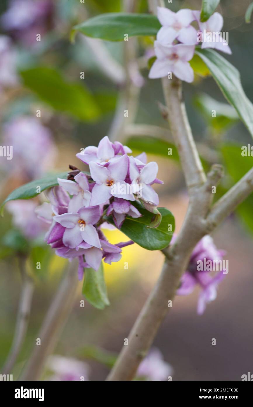 Daphne bholua 'Peter Smithers' Stock Photo - Alamy