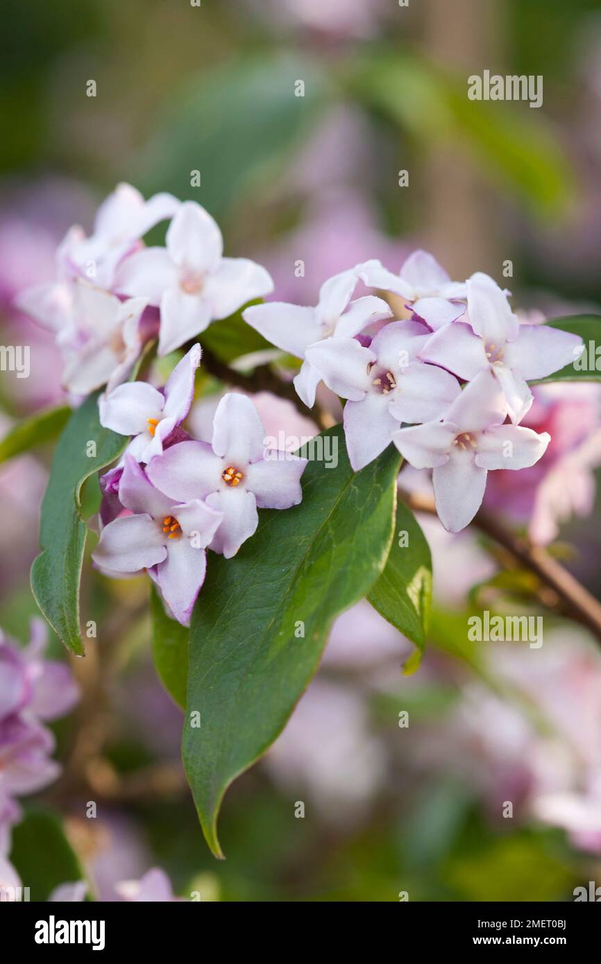 Daphne bholua 'Peter Smithers' (Nepalese Paper Plant Stock Photo - Alamy