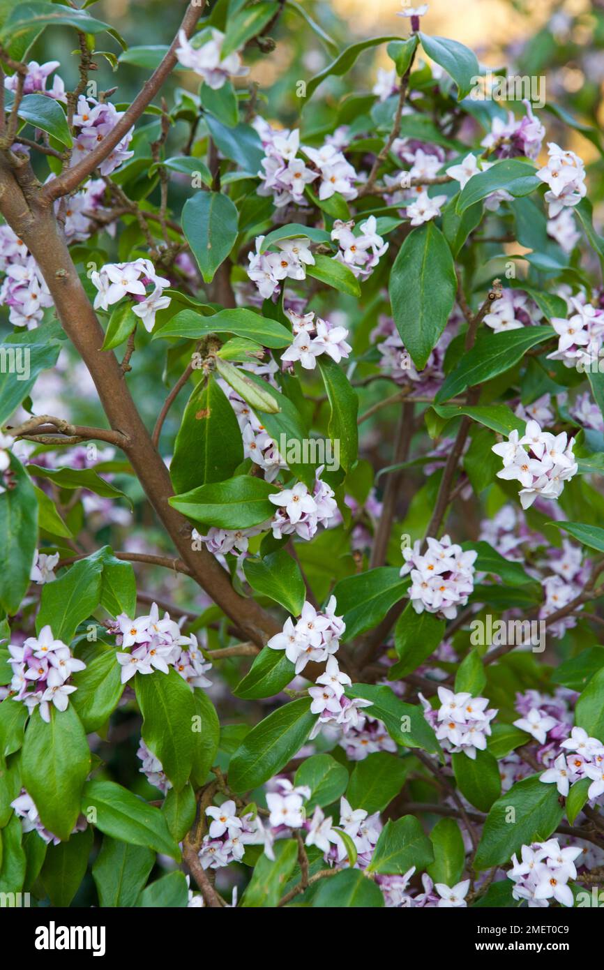 Daphne bholua 'Peter Smithers' (Nepalese Paper Plant Stock Photo - Alamy