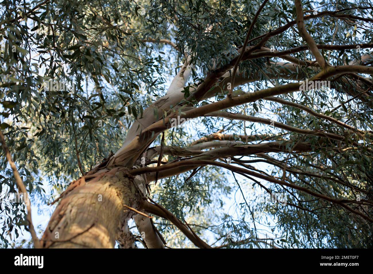 Eucalyptus archeri (Alpine Cider Gum Stock Photo - Alamy