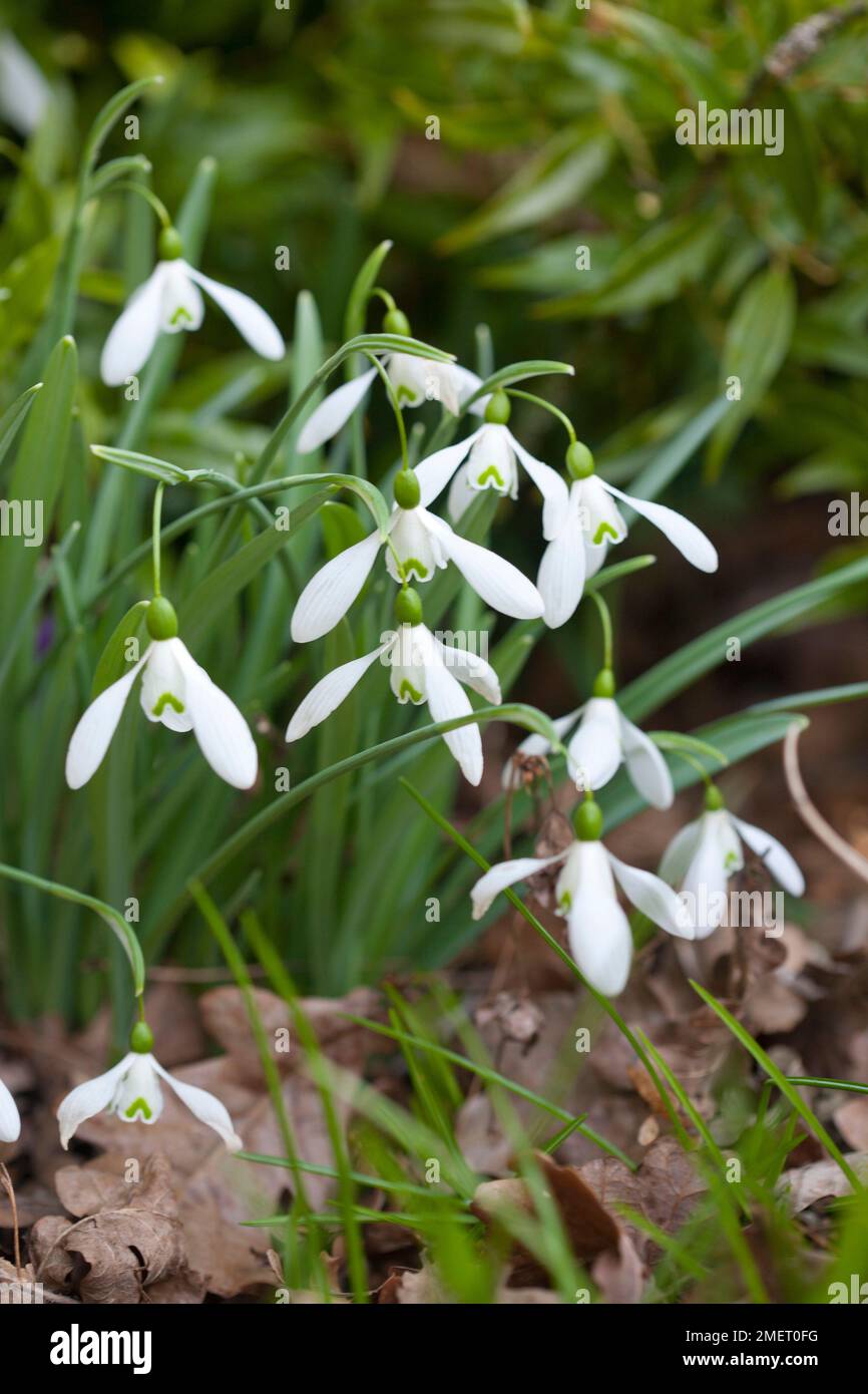 Galanthus magnet snowdrop hi-res stock photography and images - Alamy