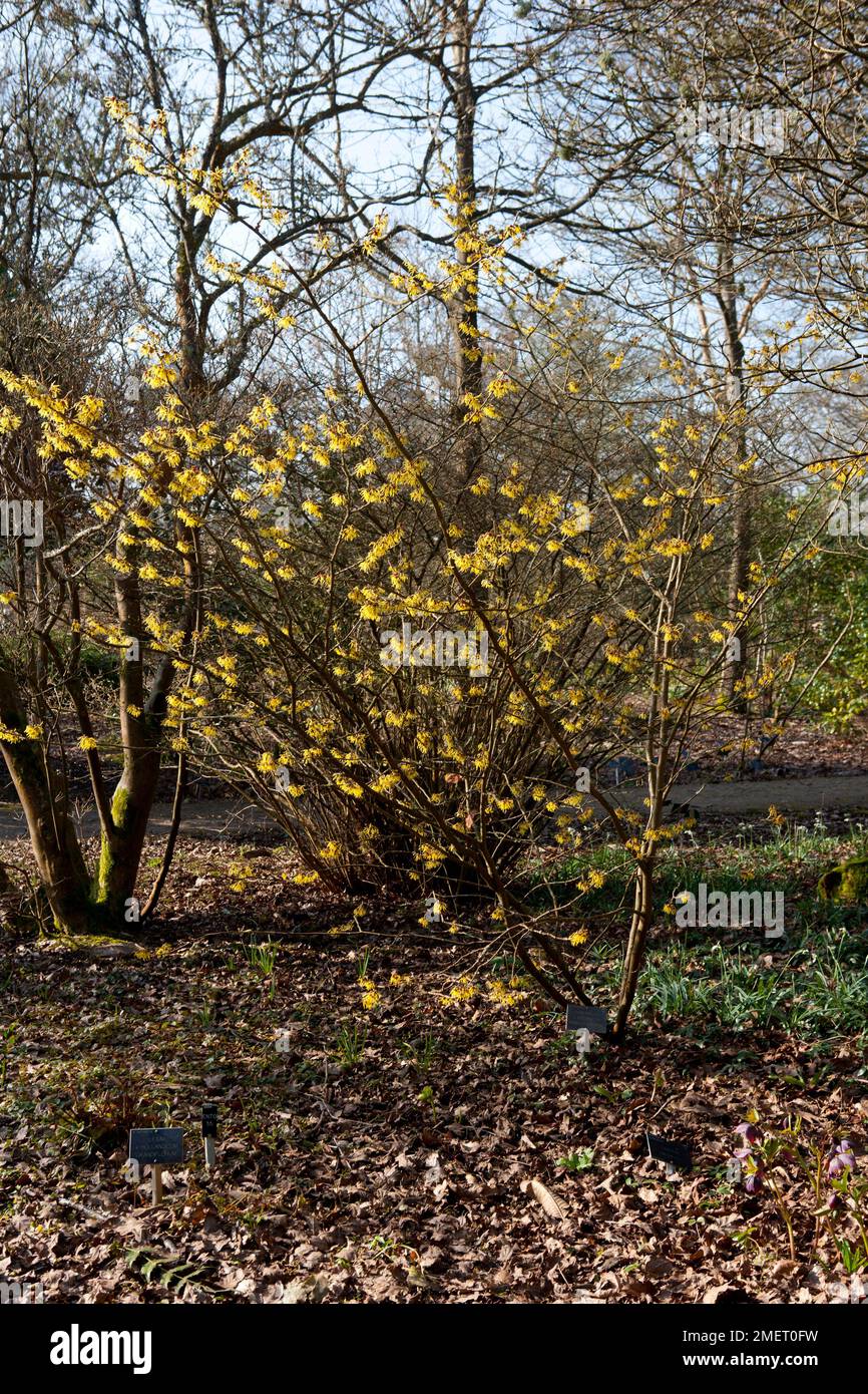 Hamamelis x intermedia 'Arnold Promise' Stock Photo - Alamy