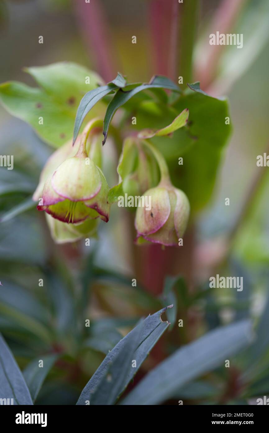 Wester flisk hi-res stock photography and images - Alamy