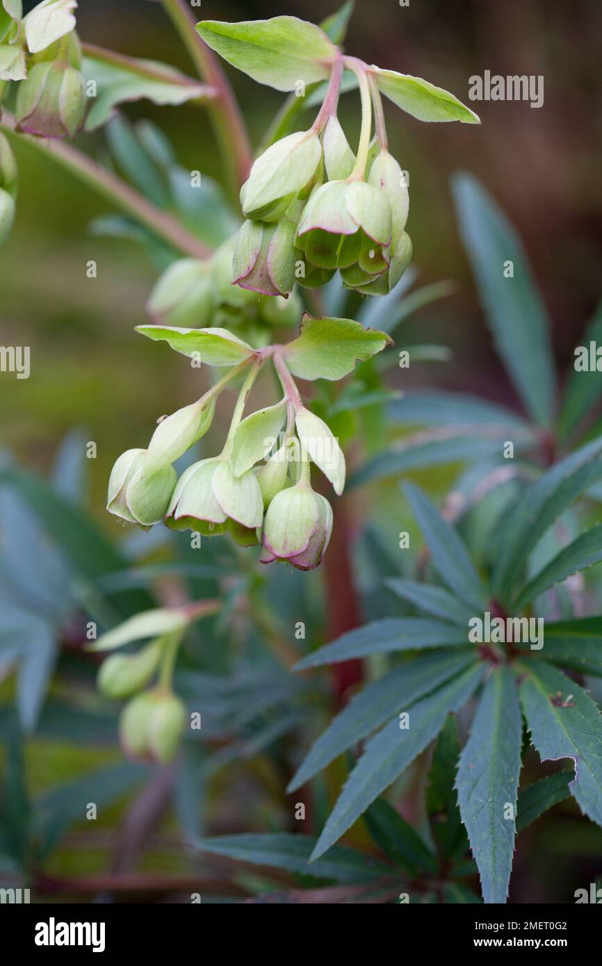 Helleborus foetidus wester flisk hi-res stock photography and images ...