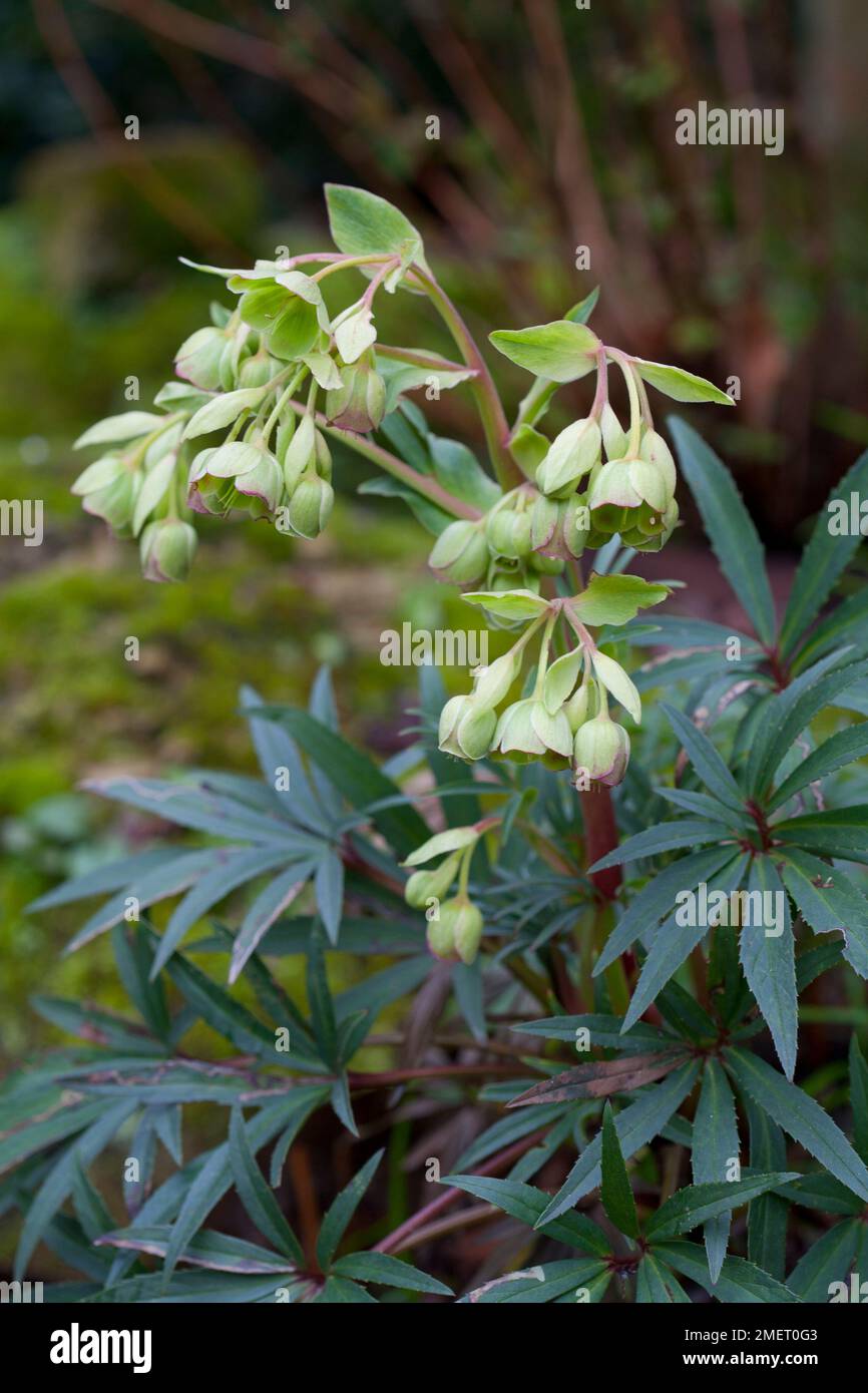 Helleborus foetidus wester flisk group hi-res stock photography and ...