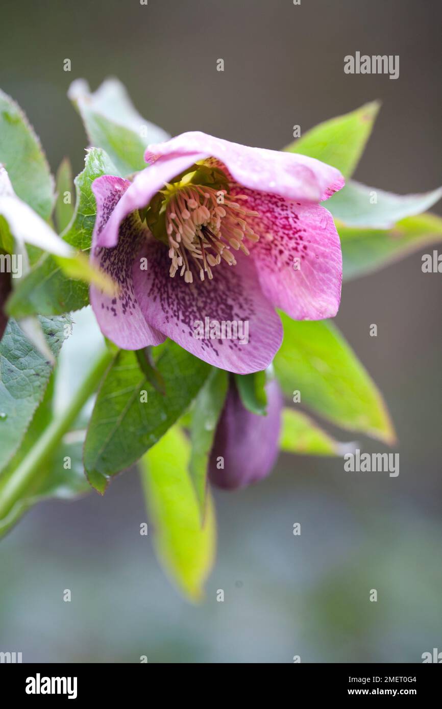 Helleborus foetidus Wester Flisk Group Stock Photo - Alamy