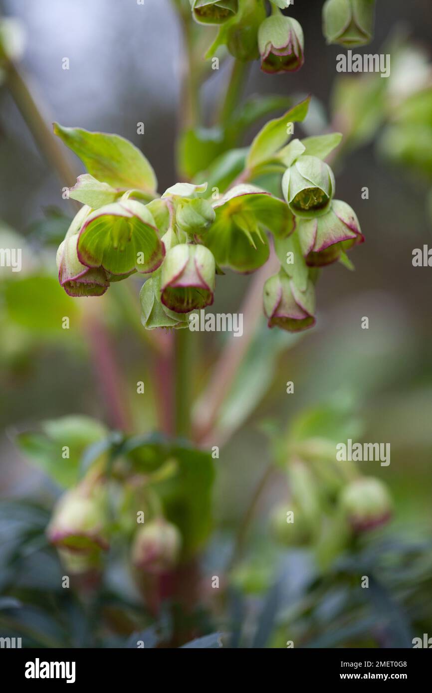 Wester flisk hi-res stock photography and images - Alamy