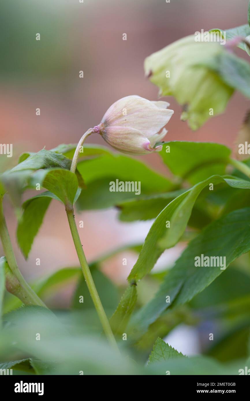 Helleborus thibetanus hi-res stock photography and images - Alamy