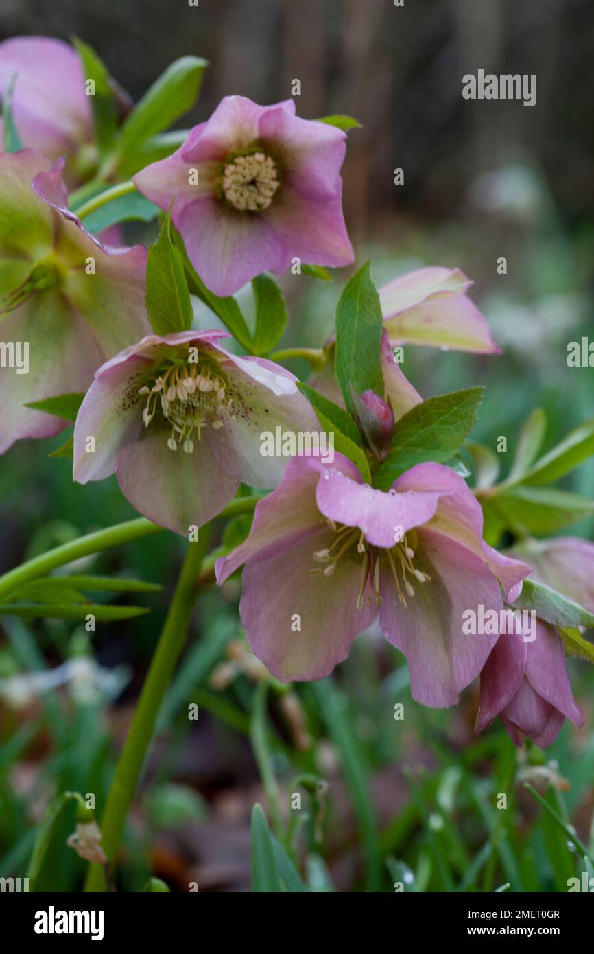 Helleborus x sternii Blackthorn Group Stock Photo - Alamy