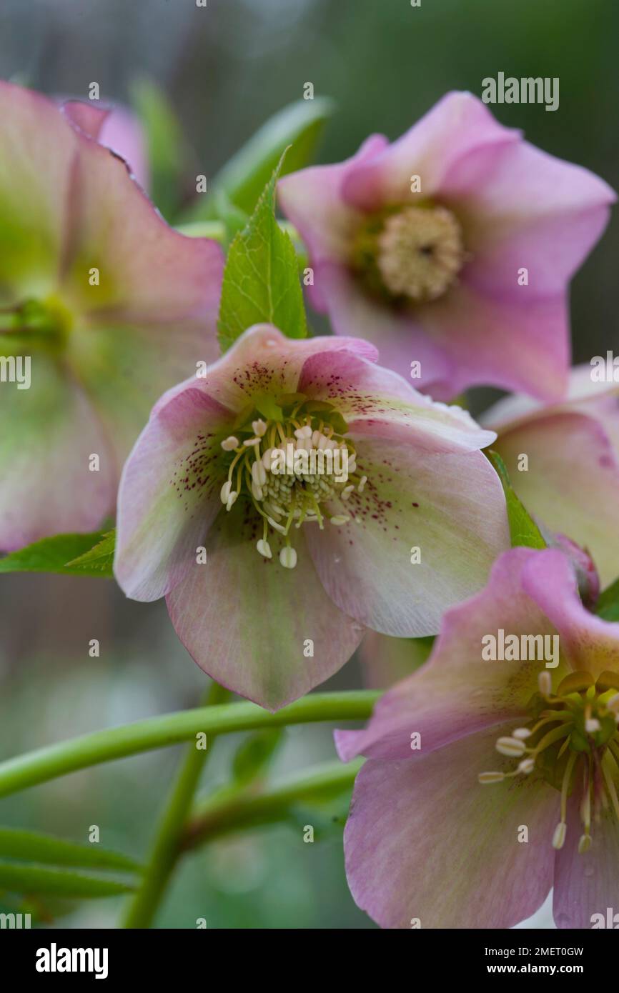Hellebore helleborus x sternii hi-res stock photography and images - Alamy