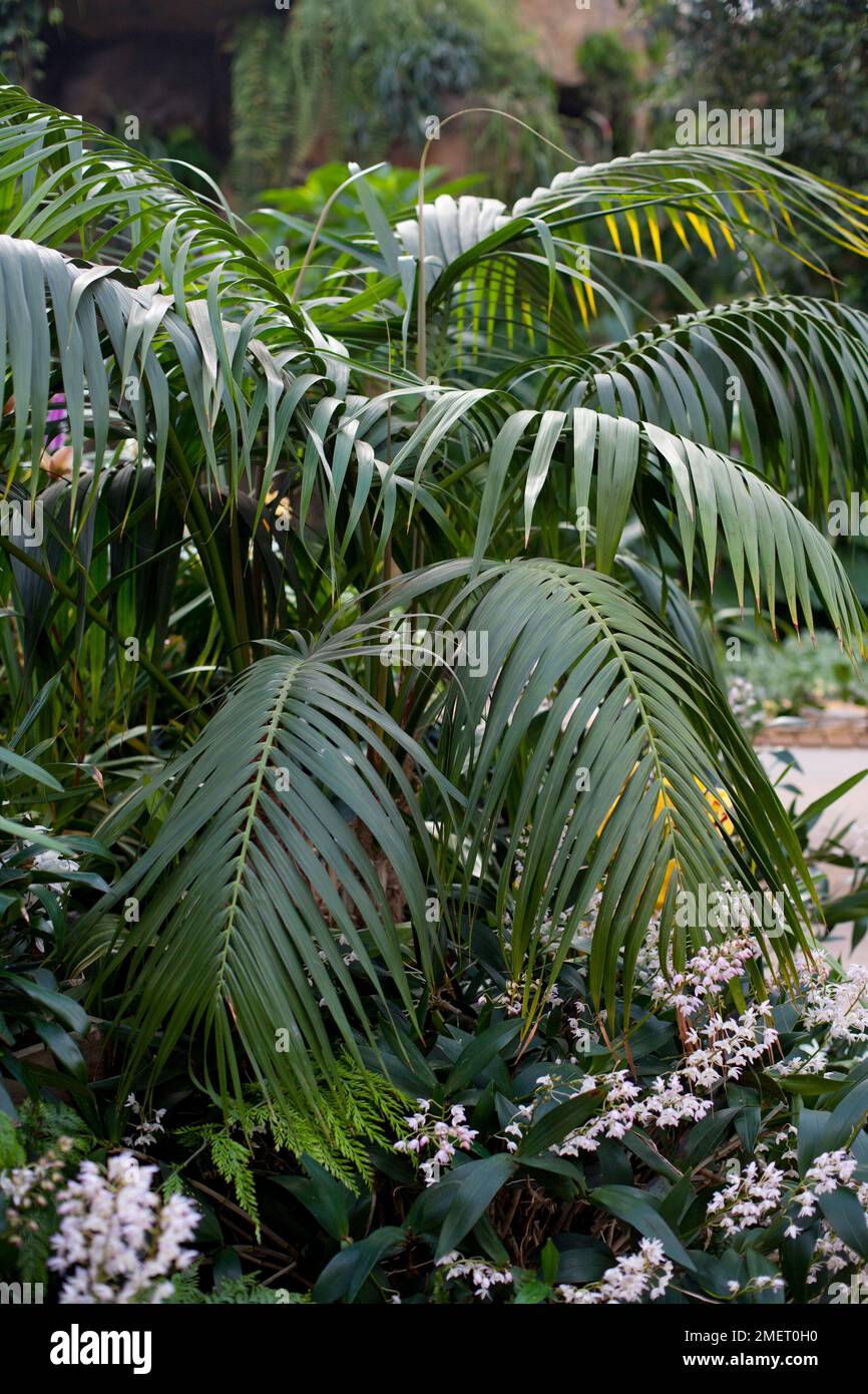 Forsteriana hi-res stock photography and images - Alamy