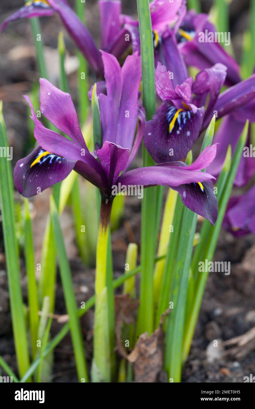 Garden for george hi-res stock photography and images - Alamy