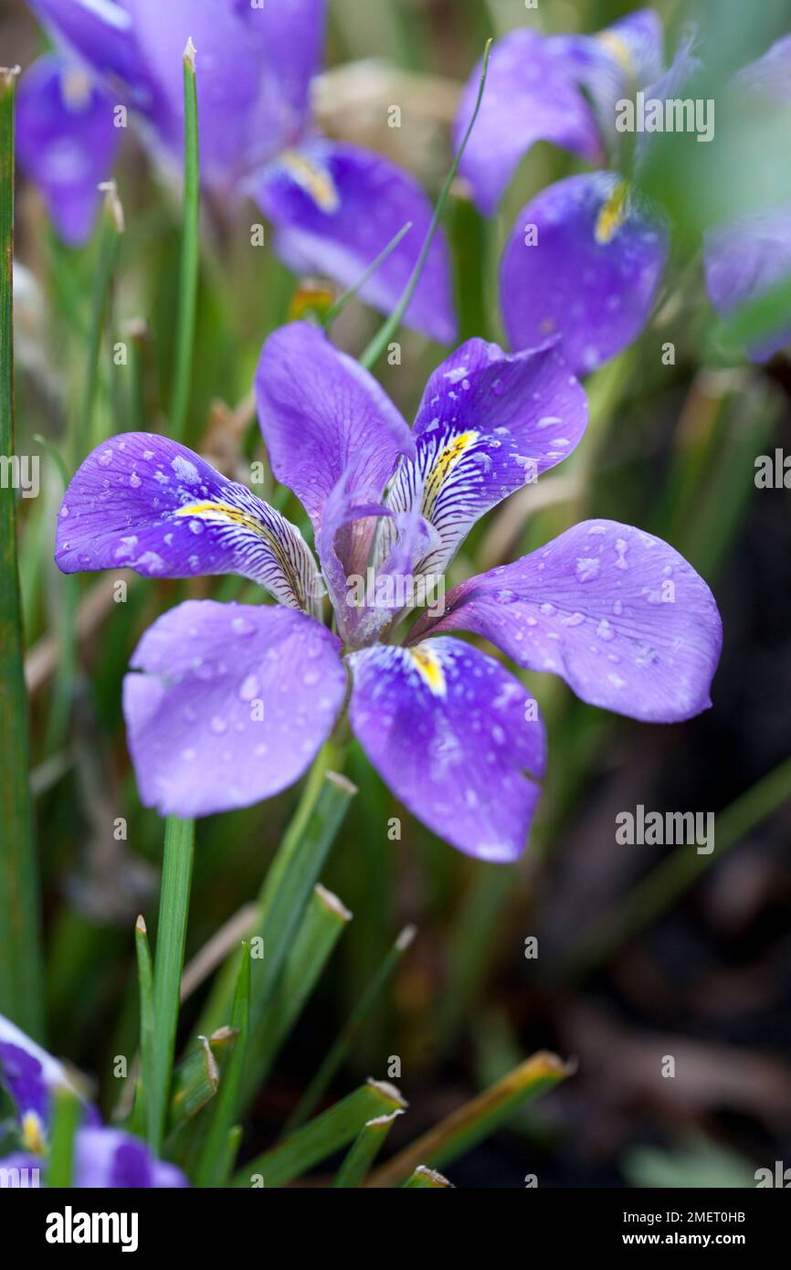 Iris mary hi-res stock photography and images - Alamy