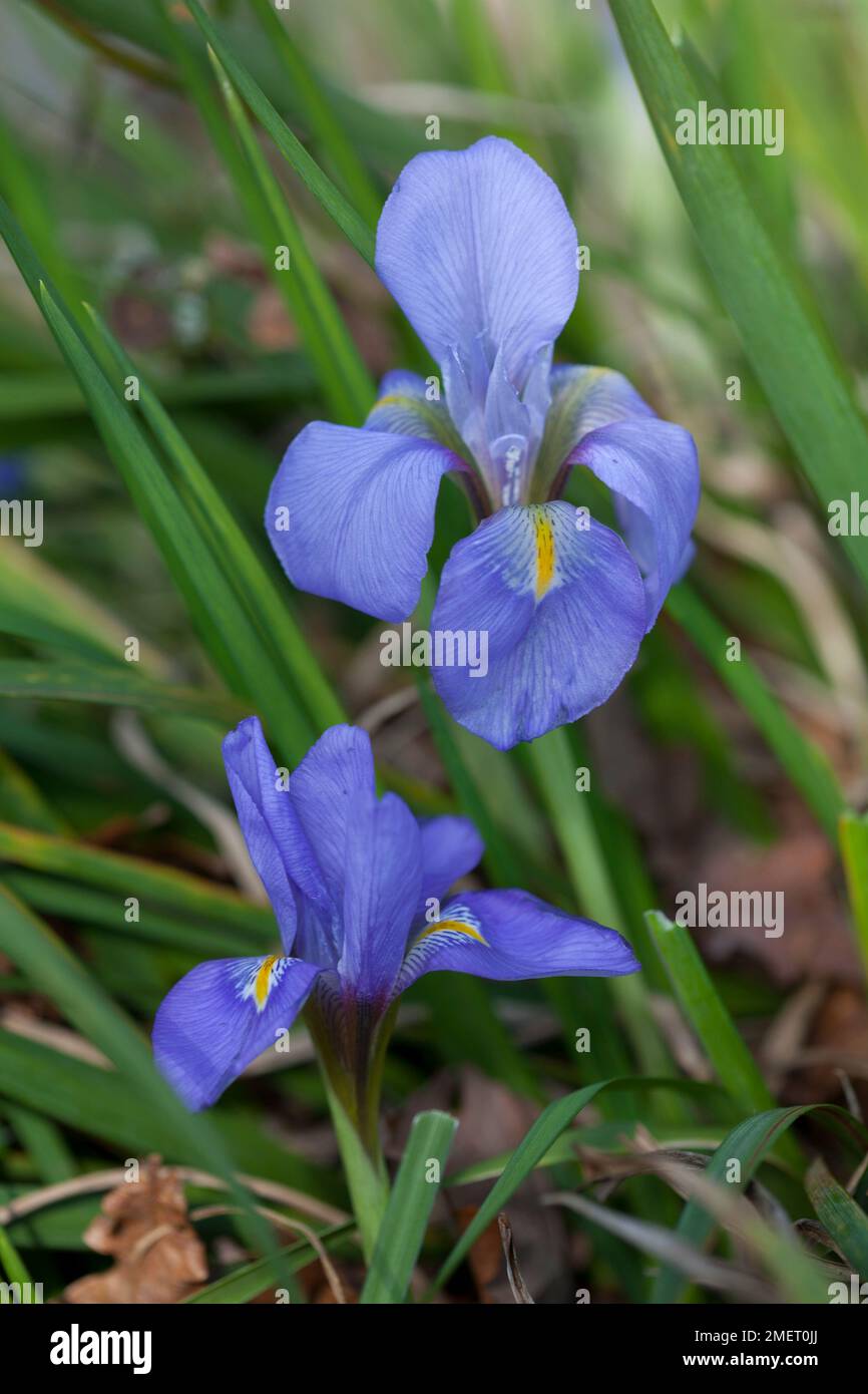 Iris unguicularis hi-res stock photography and images - Alamy