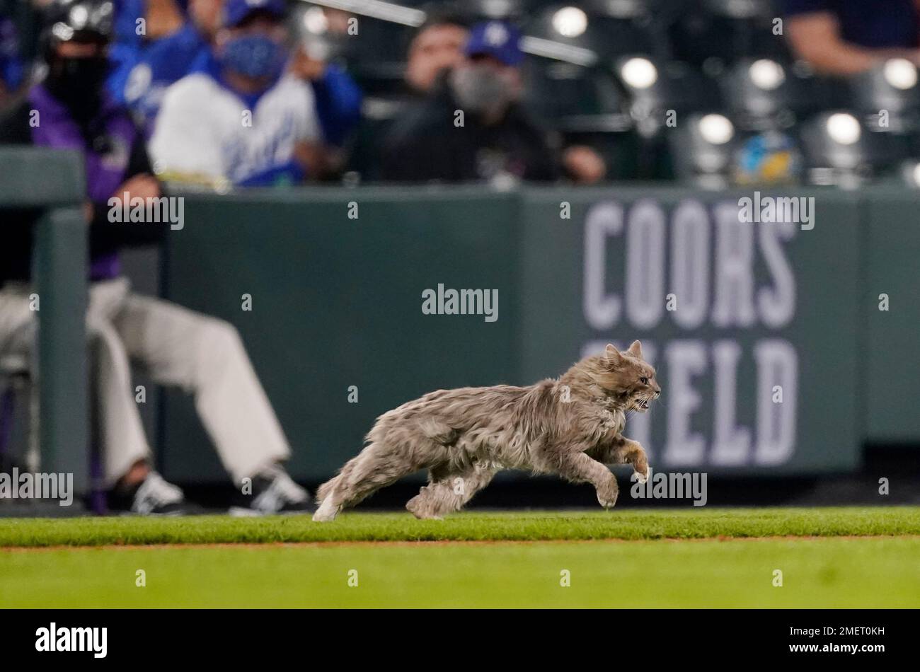 A cat runs on to the field while Colorado Rockies' Ryan McMahon faces ...