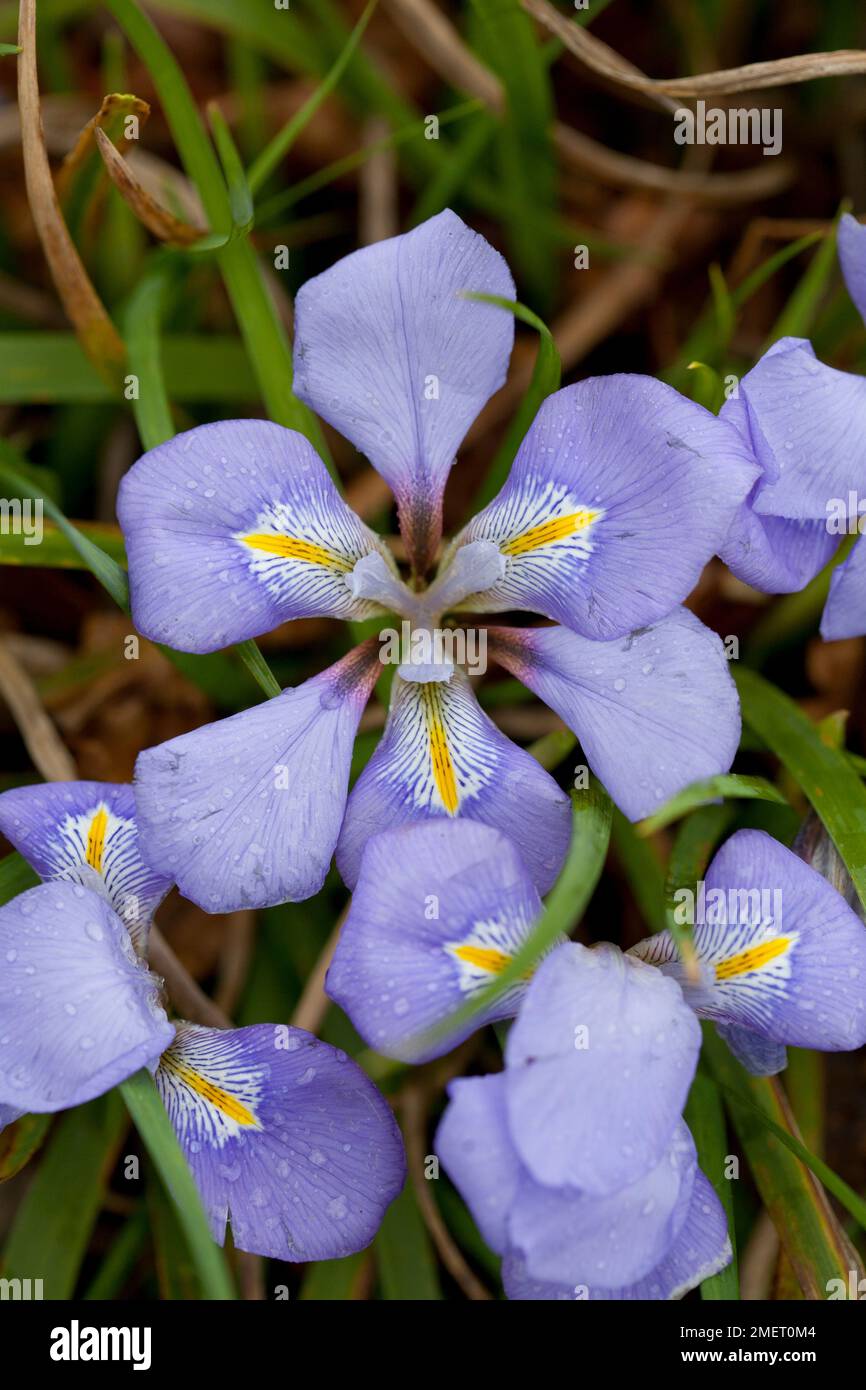 Iris unguicularis (from the Peleponese Stock Photo - Alamy