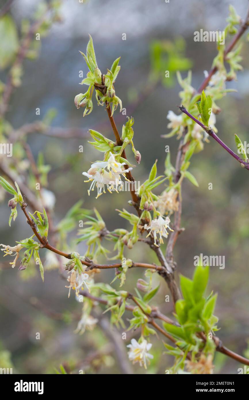 Lonicera x purpusii 'Winter Beauty' Stock Photo - Alamy