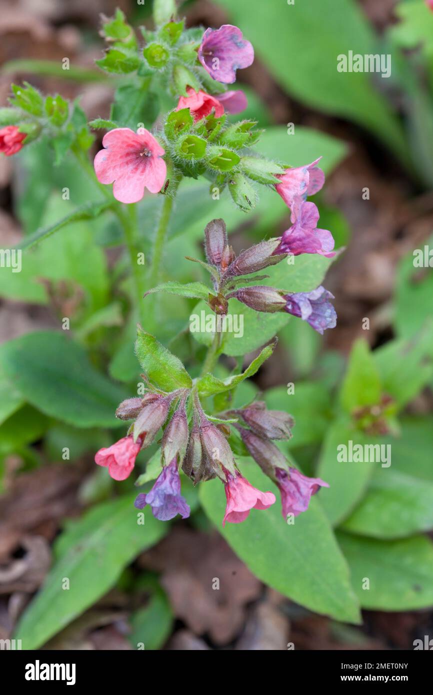 Bowless red hi-res stock photography and images - Alamy
