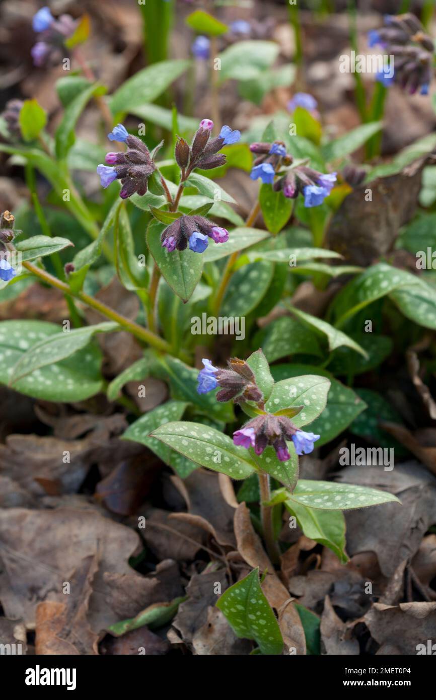 Pulmonaria saccharata ‘leopard’ hi-res stock photography and images - Alamy