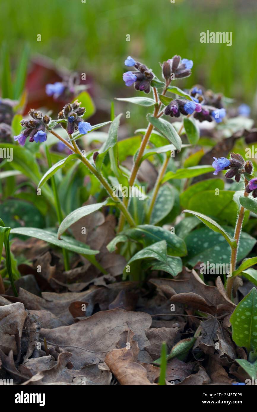 Pulmonaria saccharata ‘leopard’ hi-res stock photography and images - Alamy