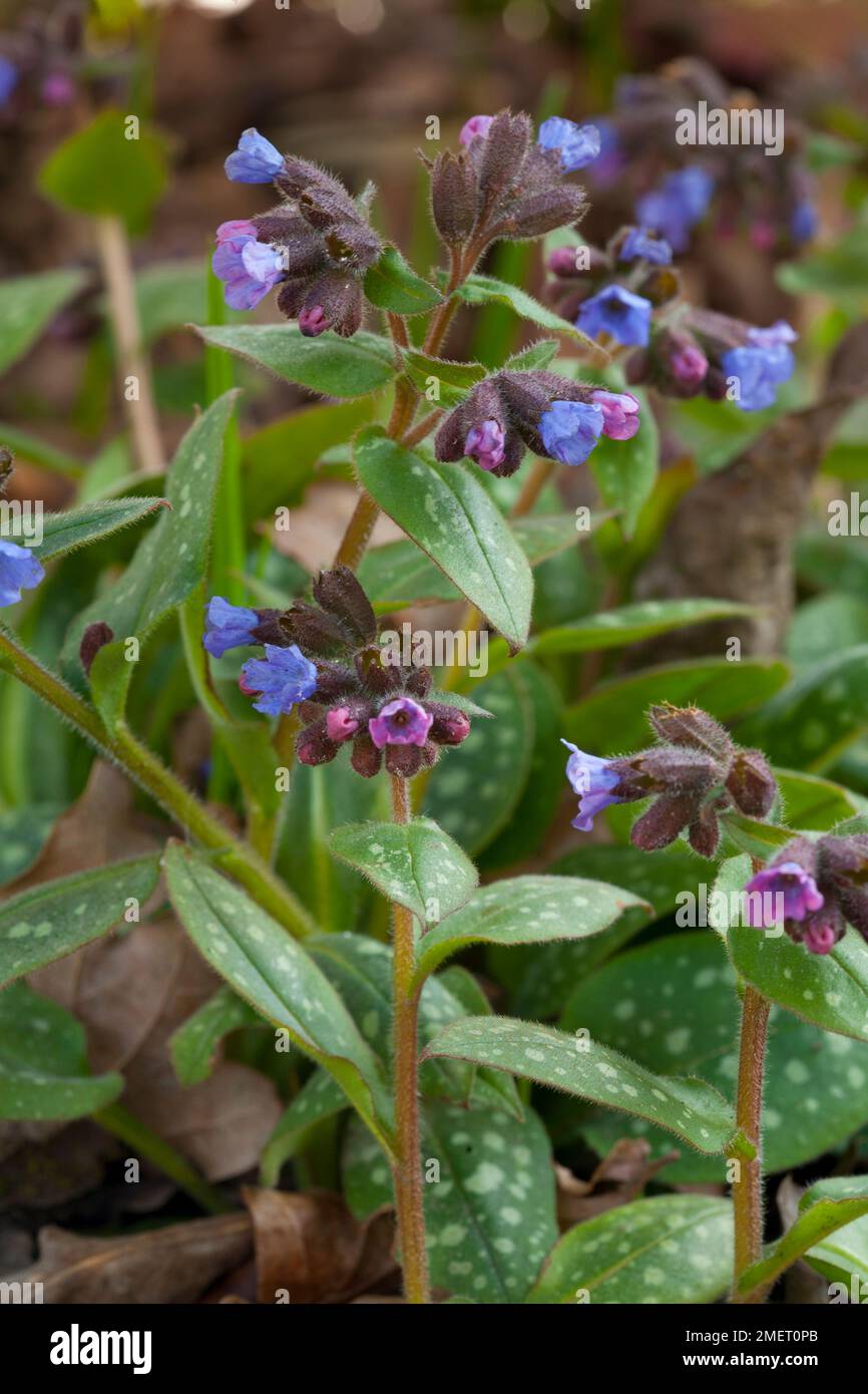 Pulmonaria saccharata 'Leopard' Stock Photo - Alamy