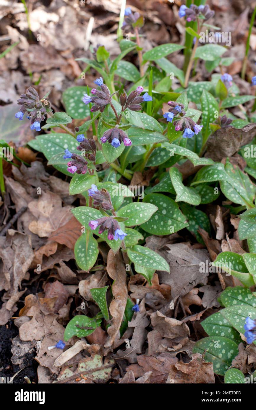 Pulmonaria saccharata ‘leopard’ hi-res stock photography and images - Alamy