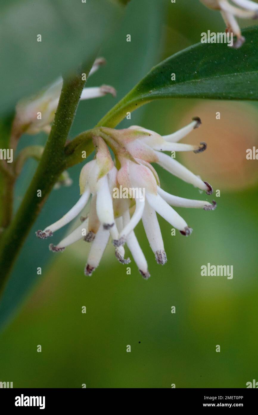 Sarcococca hookeriana hi-res stock photography and images - Alamy